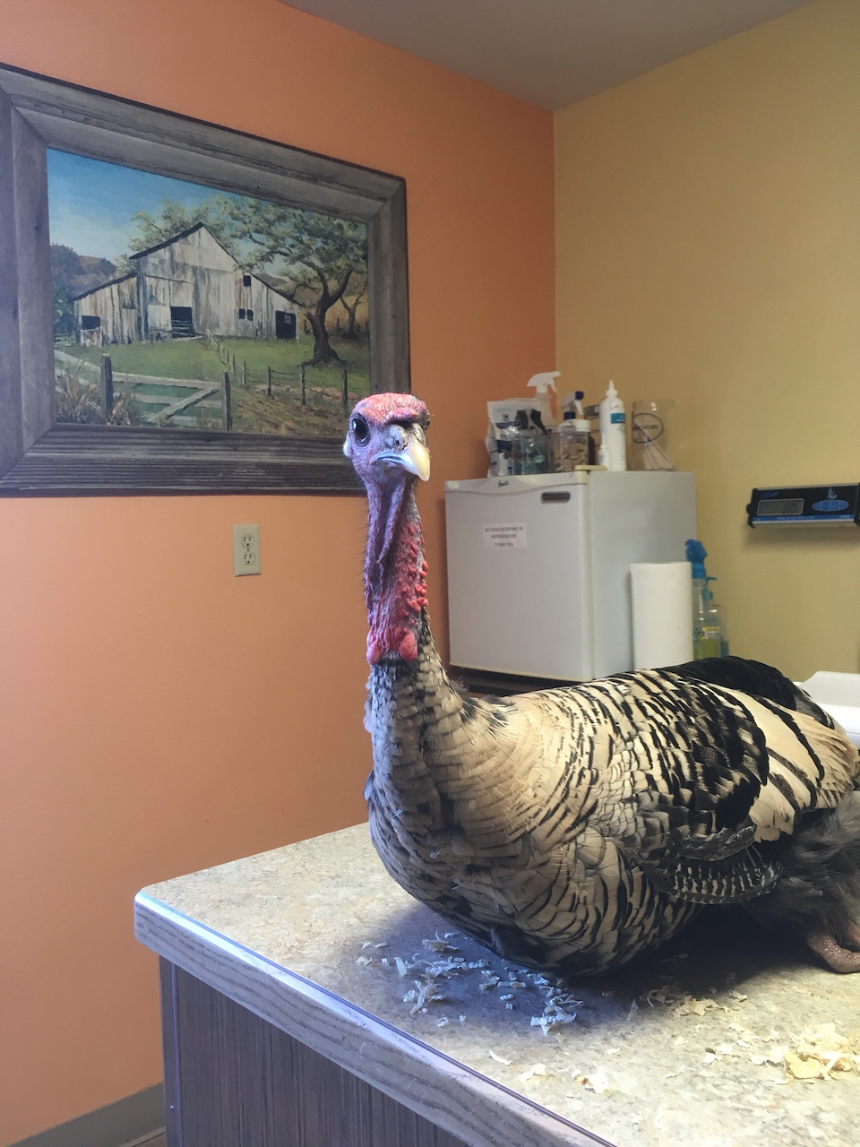 Changing Attitude Toward Vet Visits and Illness - Backyard Poultry